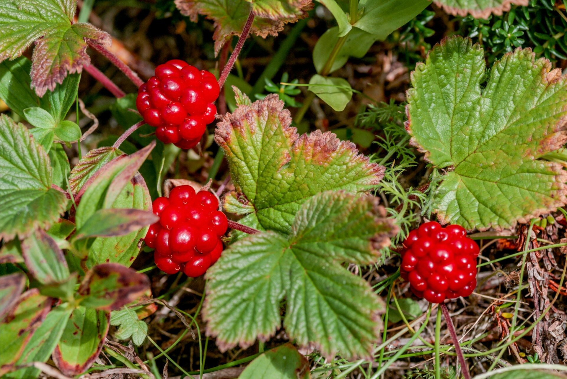 The Ultimate Alaska Food Guide | Celebrity Cruises