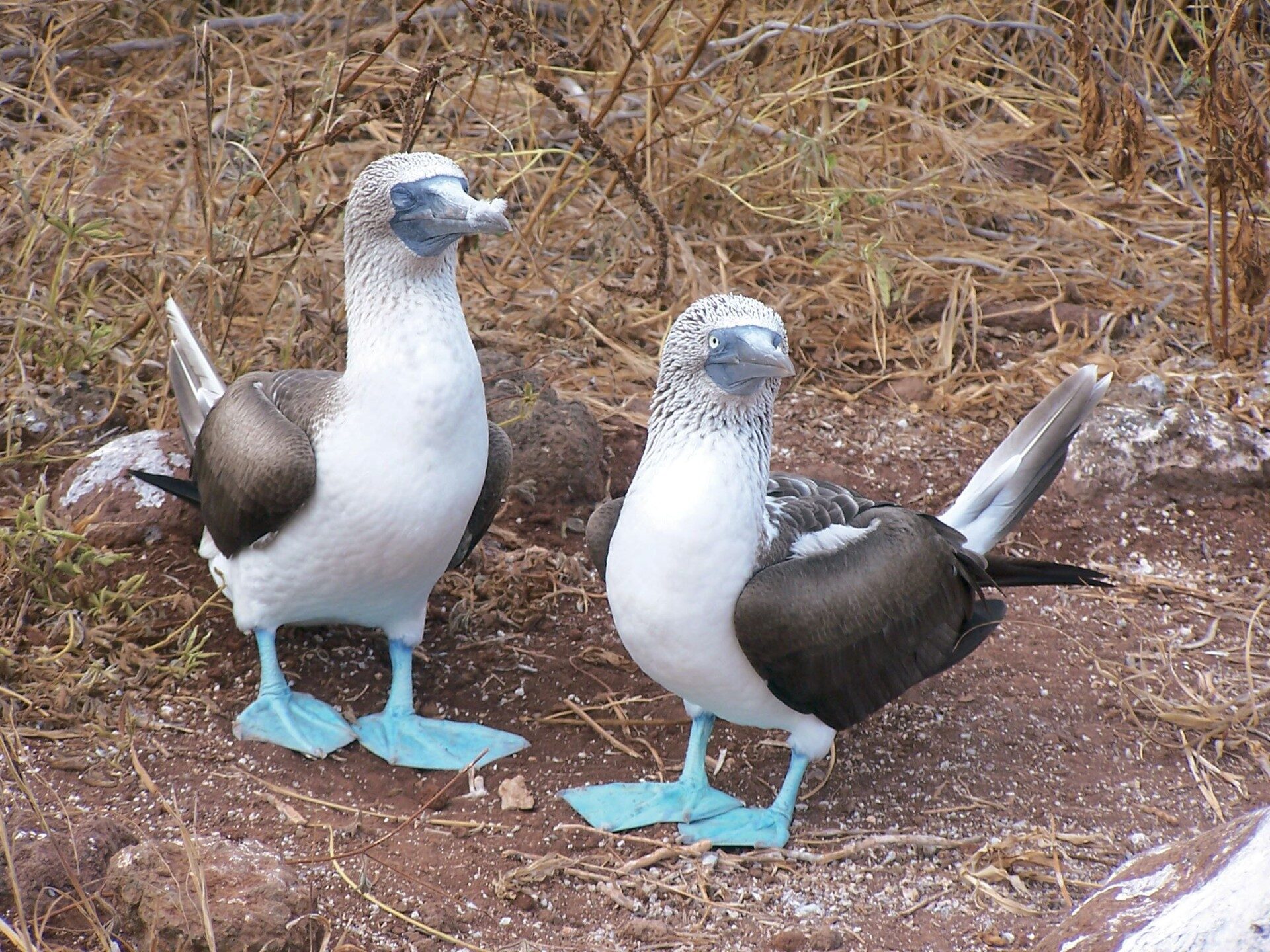 Galapagos Cruise Loops: Which One Is Best? | Celebrity Cruises