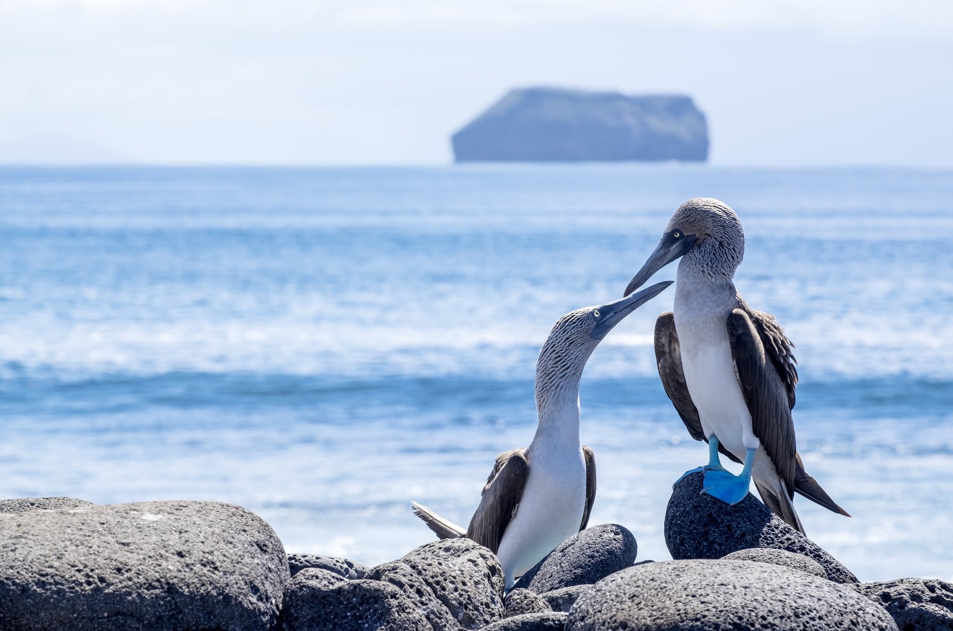 Galapagos Cruise Loops: Which One Is Best? | Celebrity Cruises