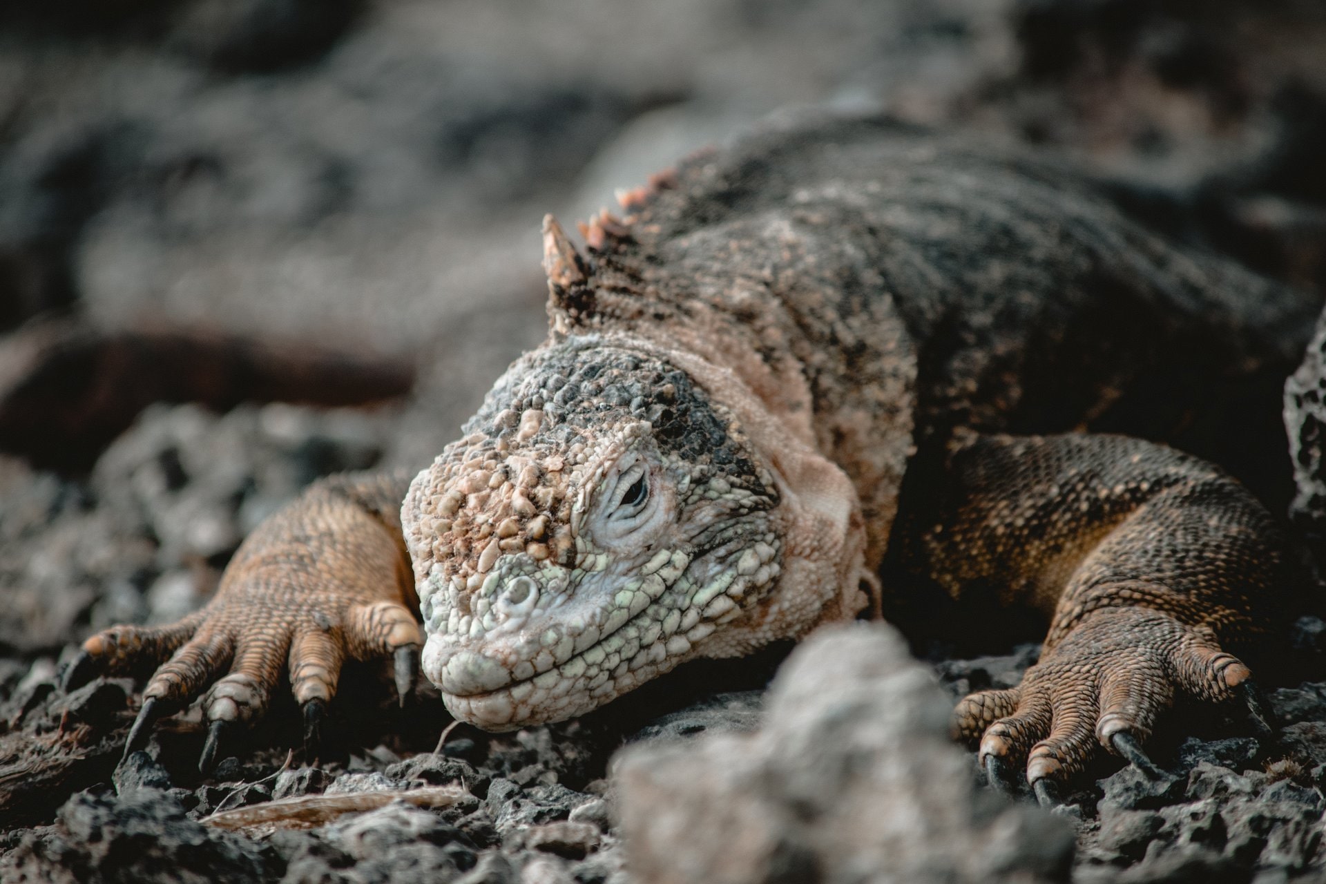 Galapagos Cruise Loops: Which One Is Best? | Celebrity Cruises