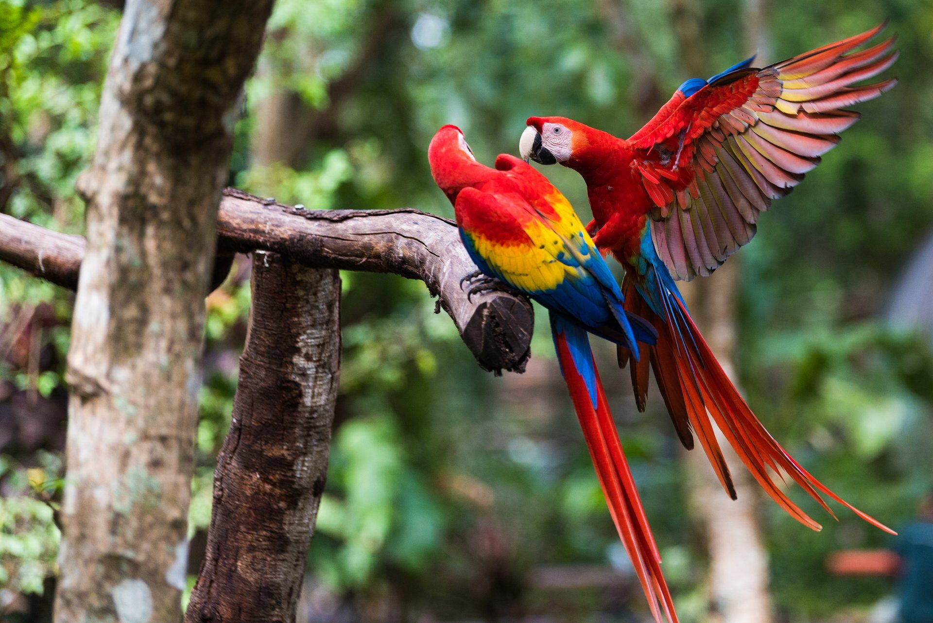 How to Experience Costa Rica's Nature | Celebrity Cruises