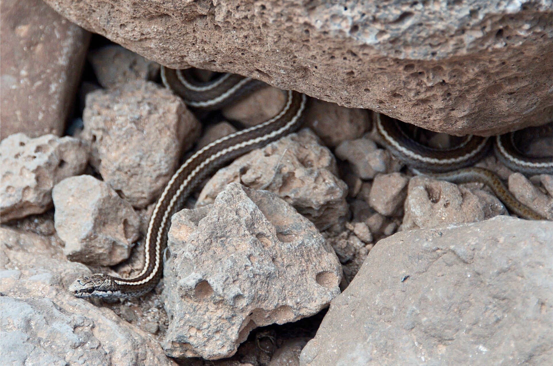 27 Remarkable Animals to See in the Galapagos Islands | Celebrity Cruises