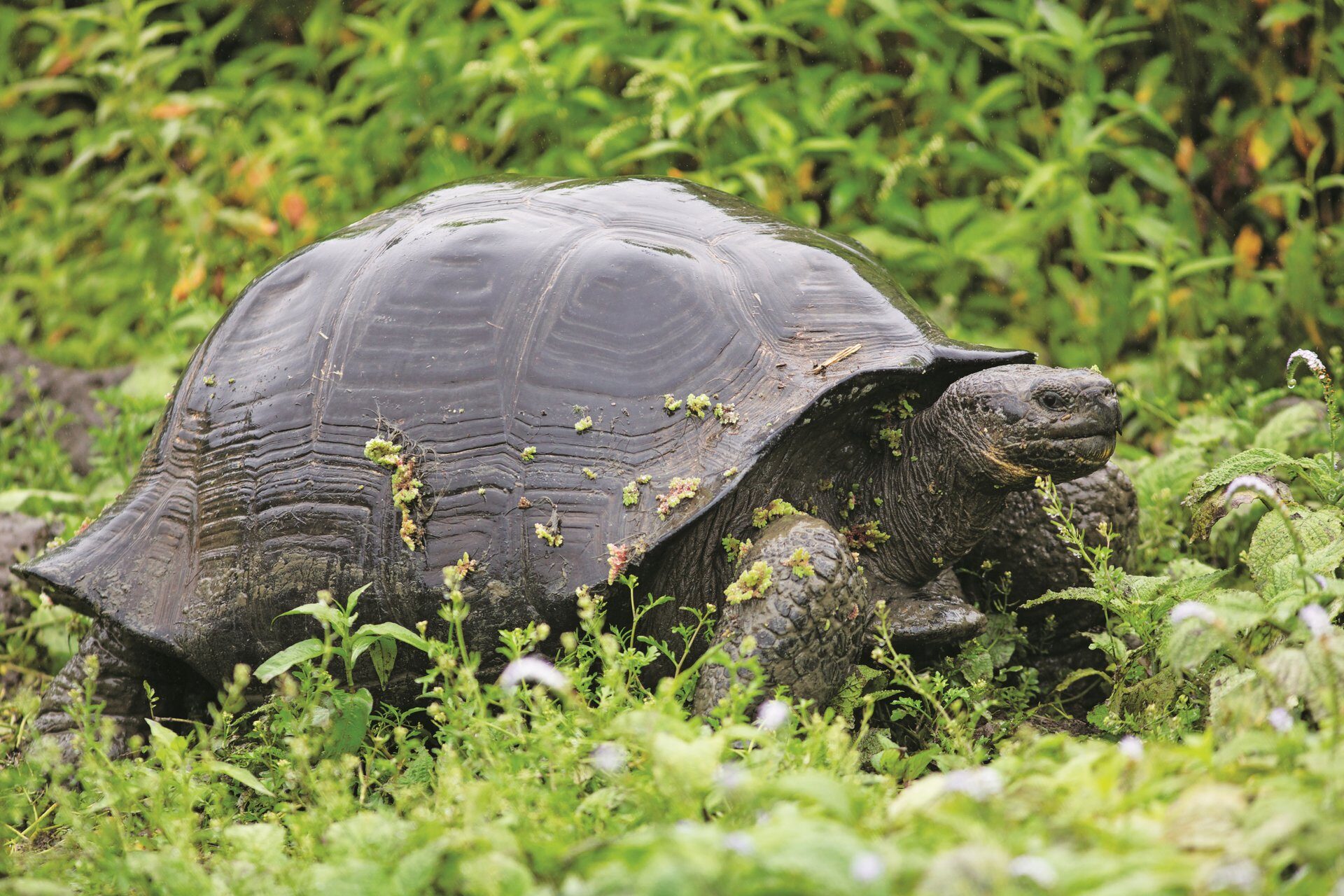 27 Remarkable Animals to See in the Galapagos Islands | Celebrity Cruises