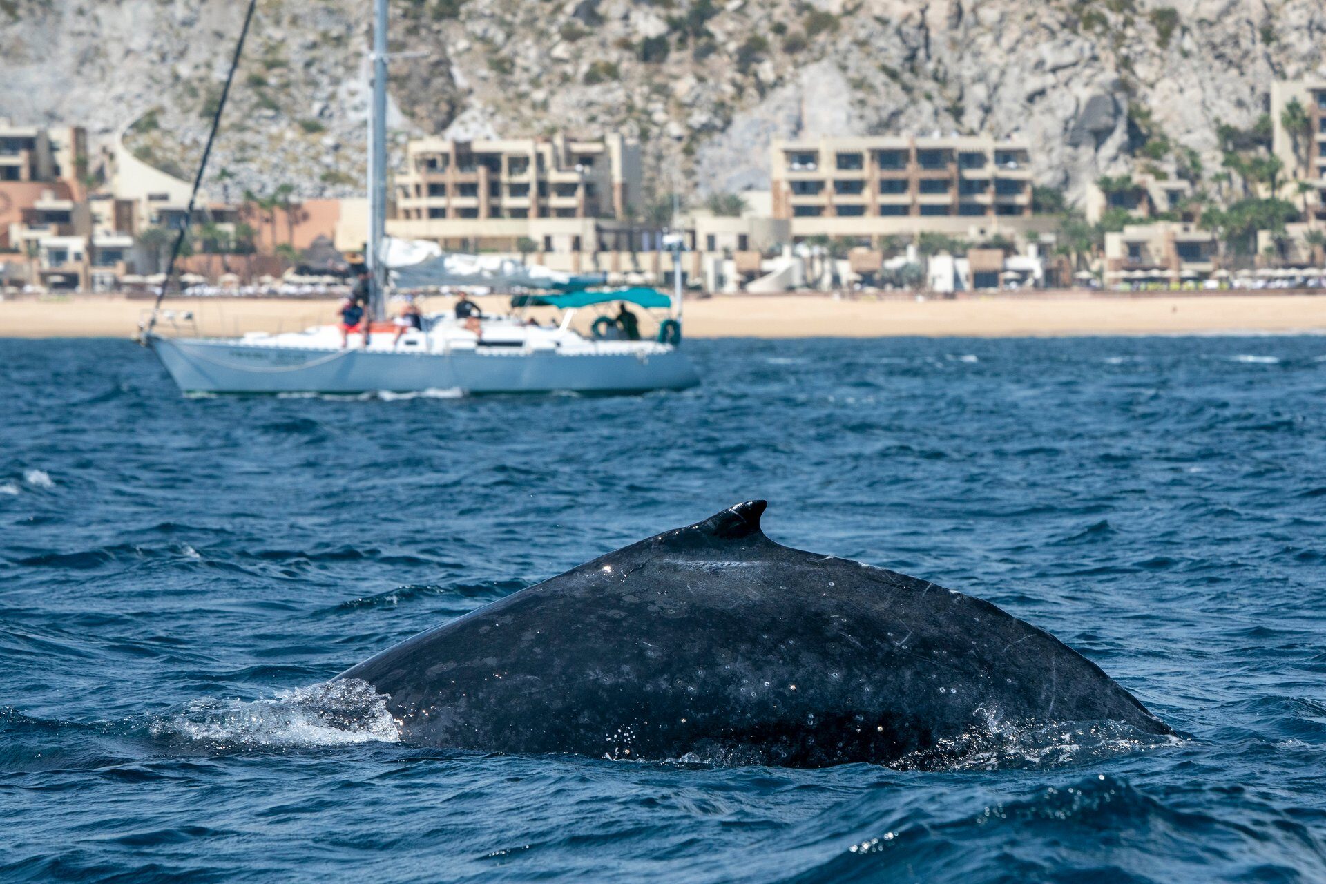 Where to Go Whale Watching in Mexico | Celebrity Cruises