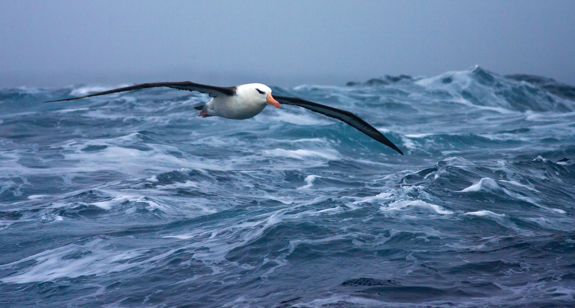 13 Reasons to Visit Antarctica | Celebrity Cruises