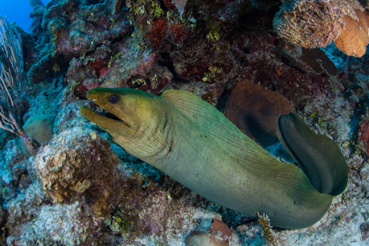 16 Best Spots for Snorkeling in Aruba | Celebrity Cruises