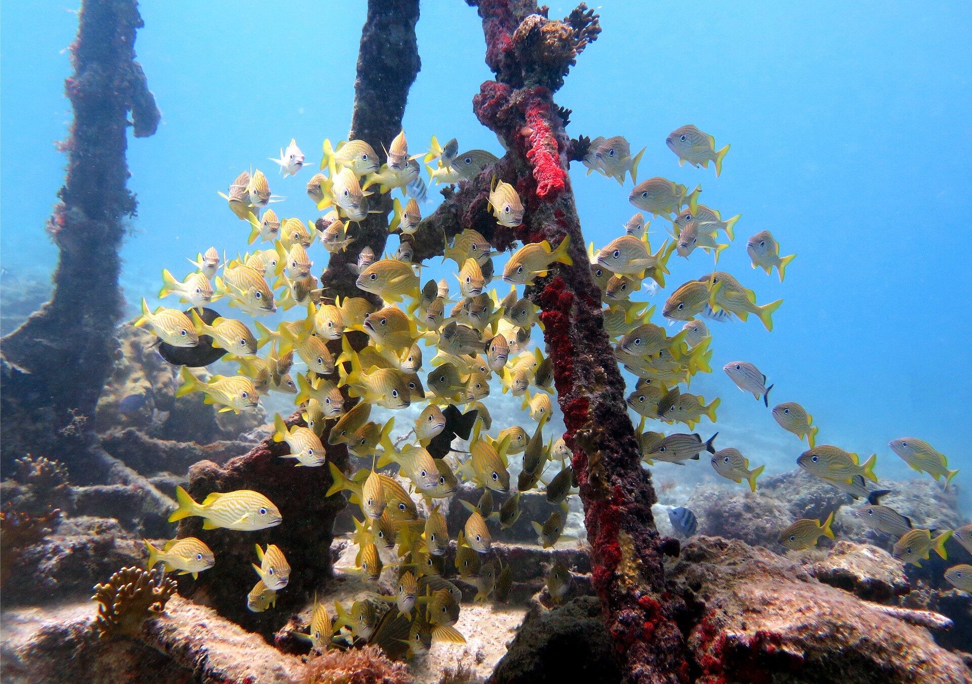 16 Best Spots for Snorkeling in Aruba | Celebrity Cruises
