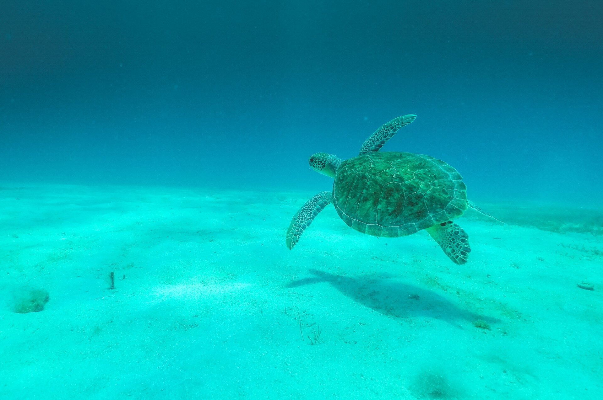 16 Best Spots for Snorkeling in Aruba | Celebrity Cruises