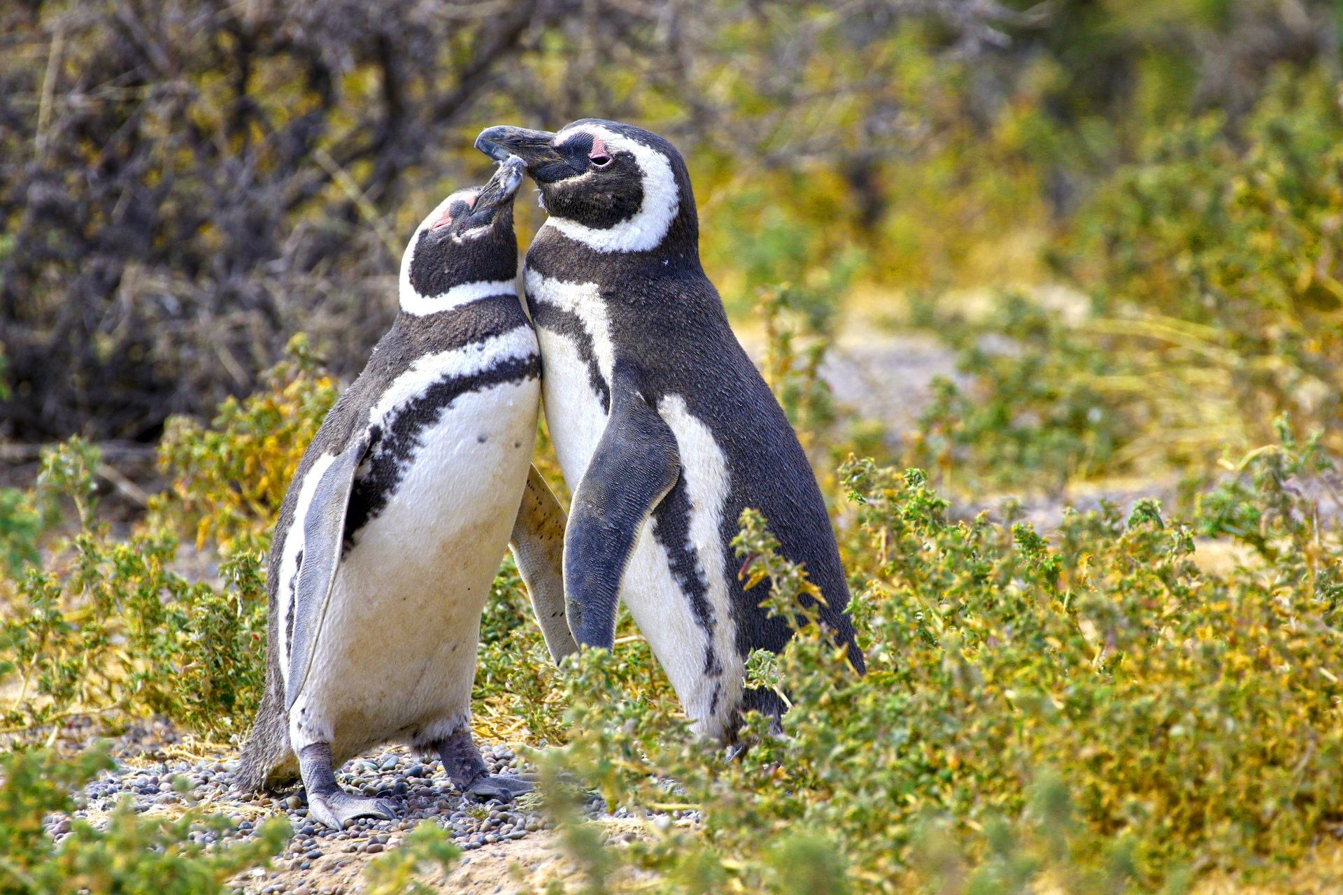 Where to See Penguins in South America | Celebrity Cruises
