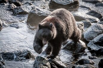 13 Amazing Animals in Alaska to Spot on Your Next Trip | Celebrity Cruises