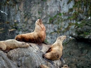13 Amazing Animals in Alaska to Spot on Your Next Trip | Celebrity Cruises