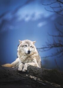 13 Amazing Animals in Alaska to Spot on Your Next Trip | Celebrity Cruises