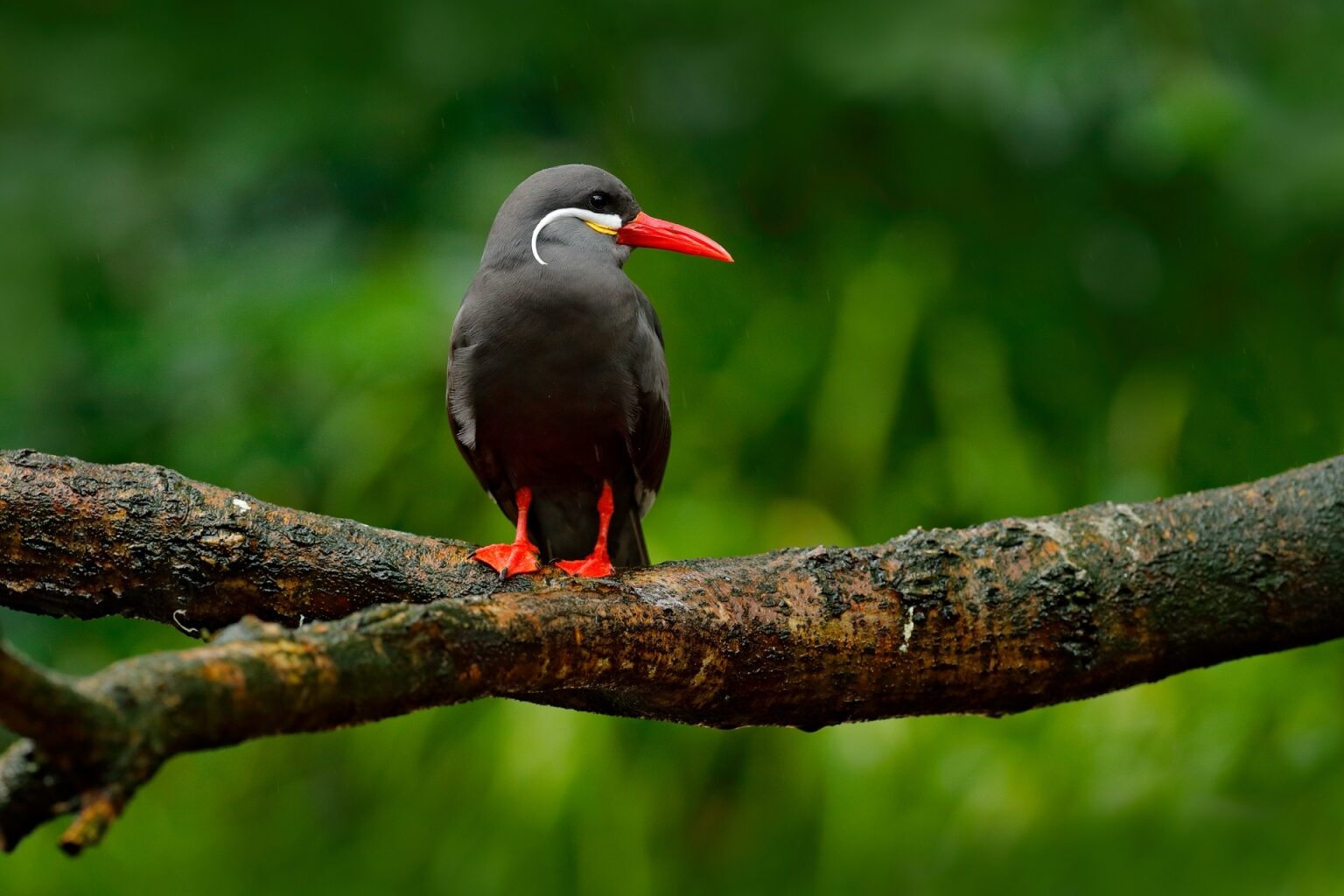 12 Exotic South American Birds to Spot | Celebrity Cruises