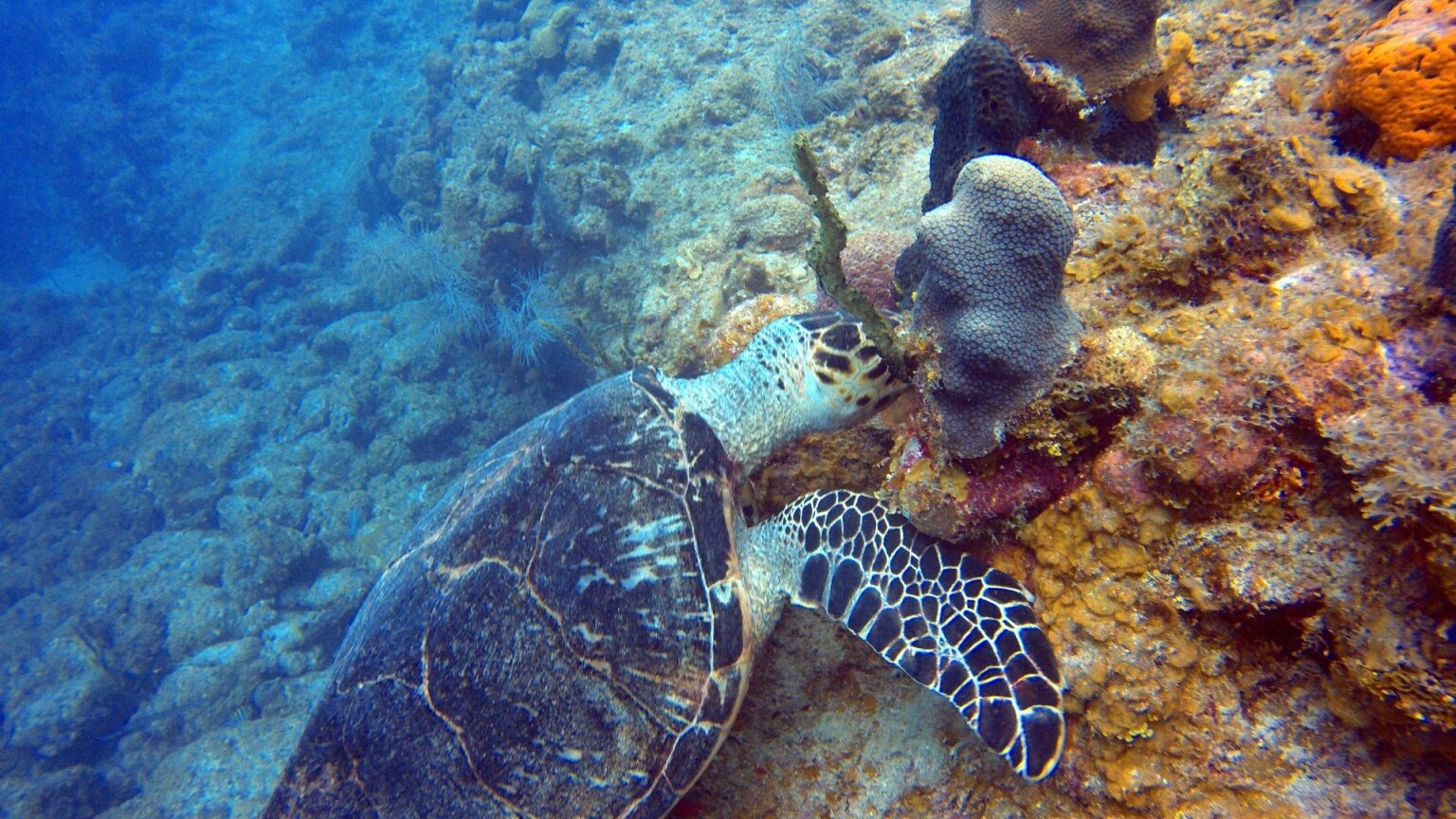 9 Fascinating Underwater Statues to See | Celebrity Cruises