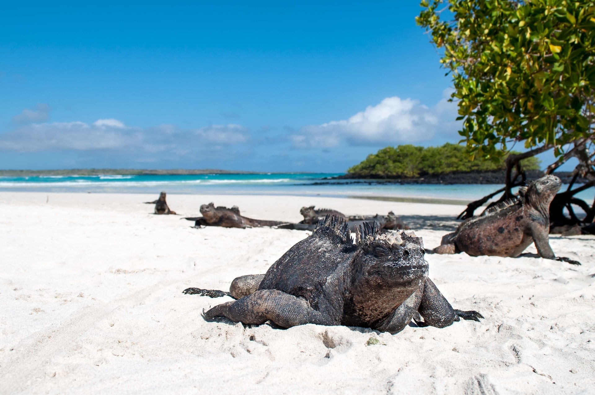 10 Best Beaches in the Galapagos | Celebrity Cruises