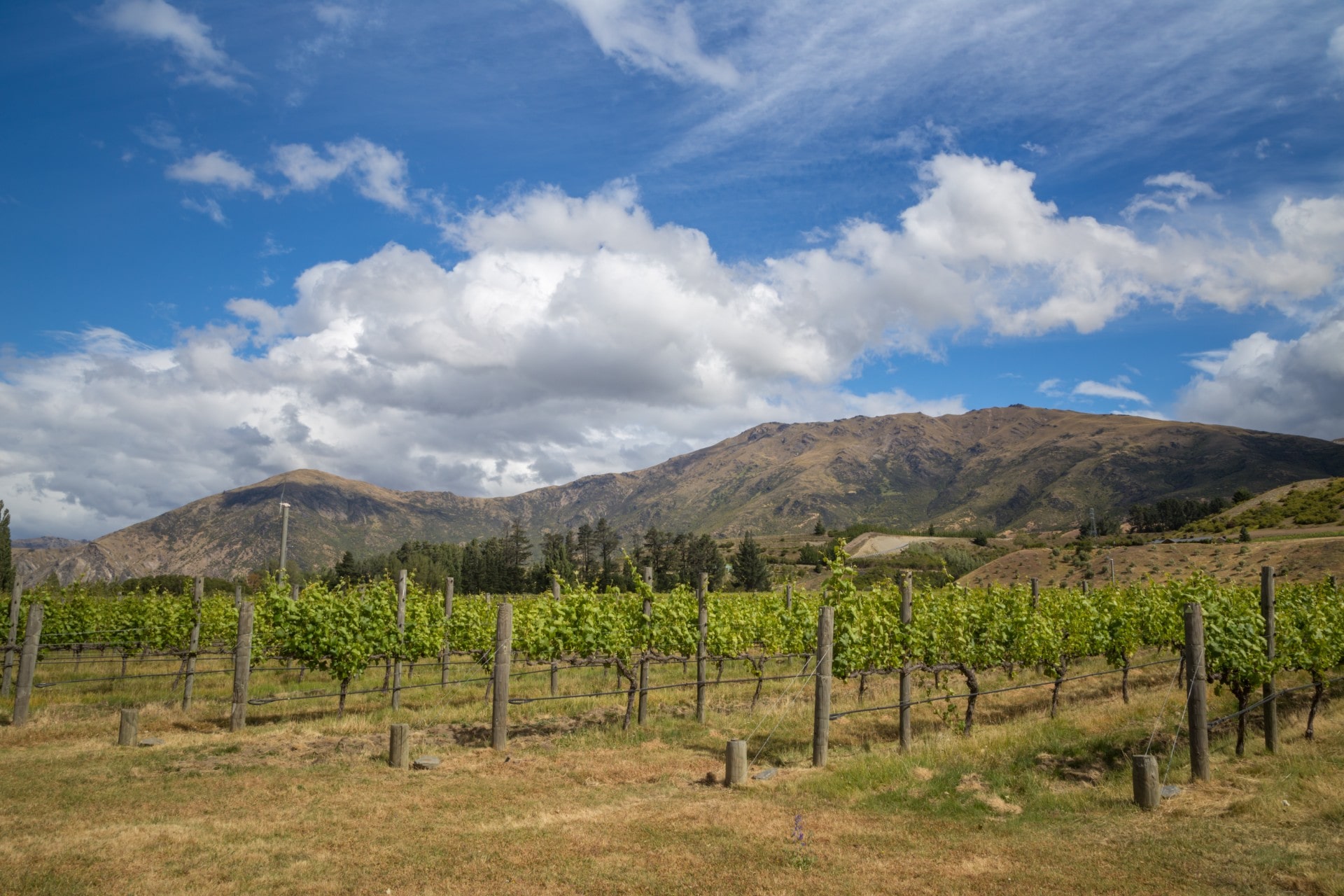 The Ultimate Guide to New Zealand's Wine Regions | Celebrity Cruises