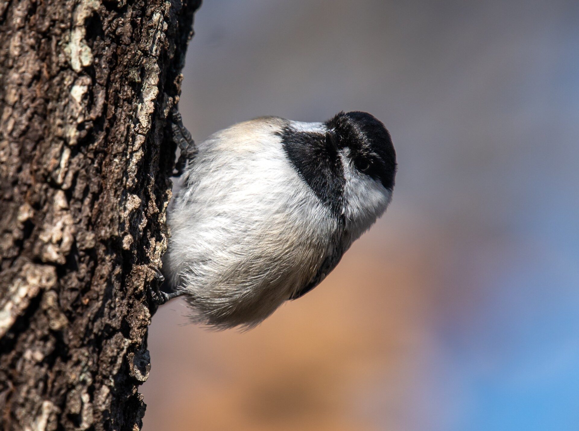 9 Best Things to Do in Saint John, New Brunswick | Celebrity Cruises