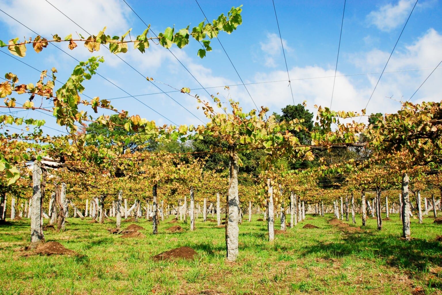 Insider's Guide to Vigo, Spain | Celebrity Cruises