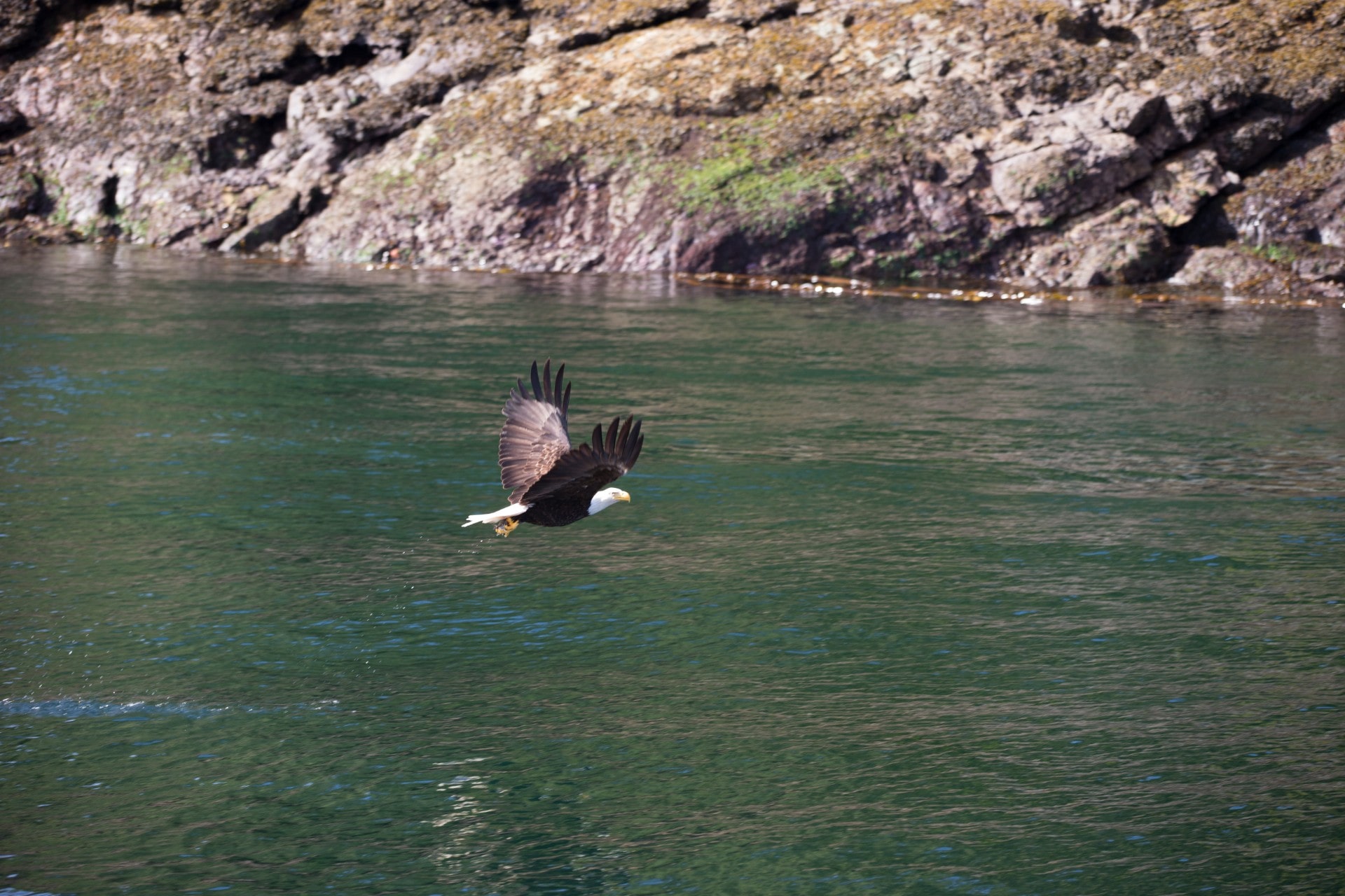 18 Beautiful Birds to Spot in Alaska | Celebrity Cruises