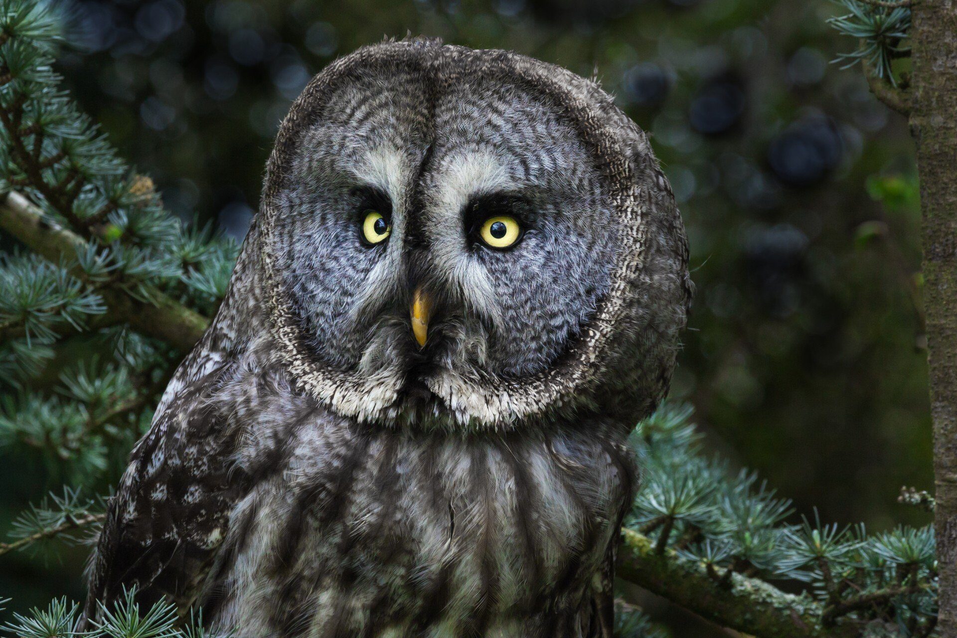 18 Beautiful Birds to Spot in Alaska | Celebrity Cruises