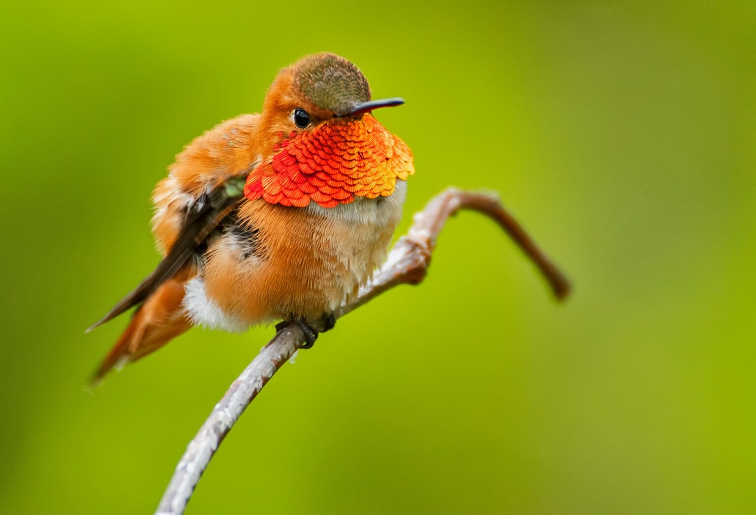 18 Beautiful Birds to Spot in Alaska | Celebrity Cruises