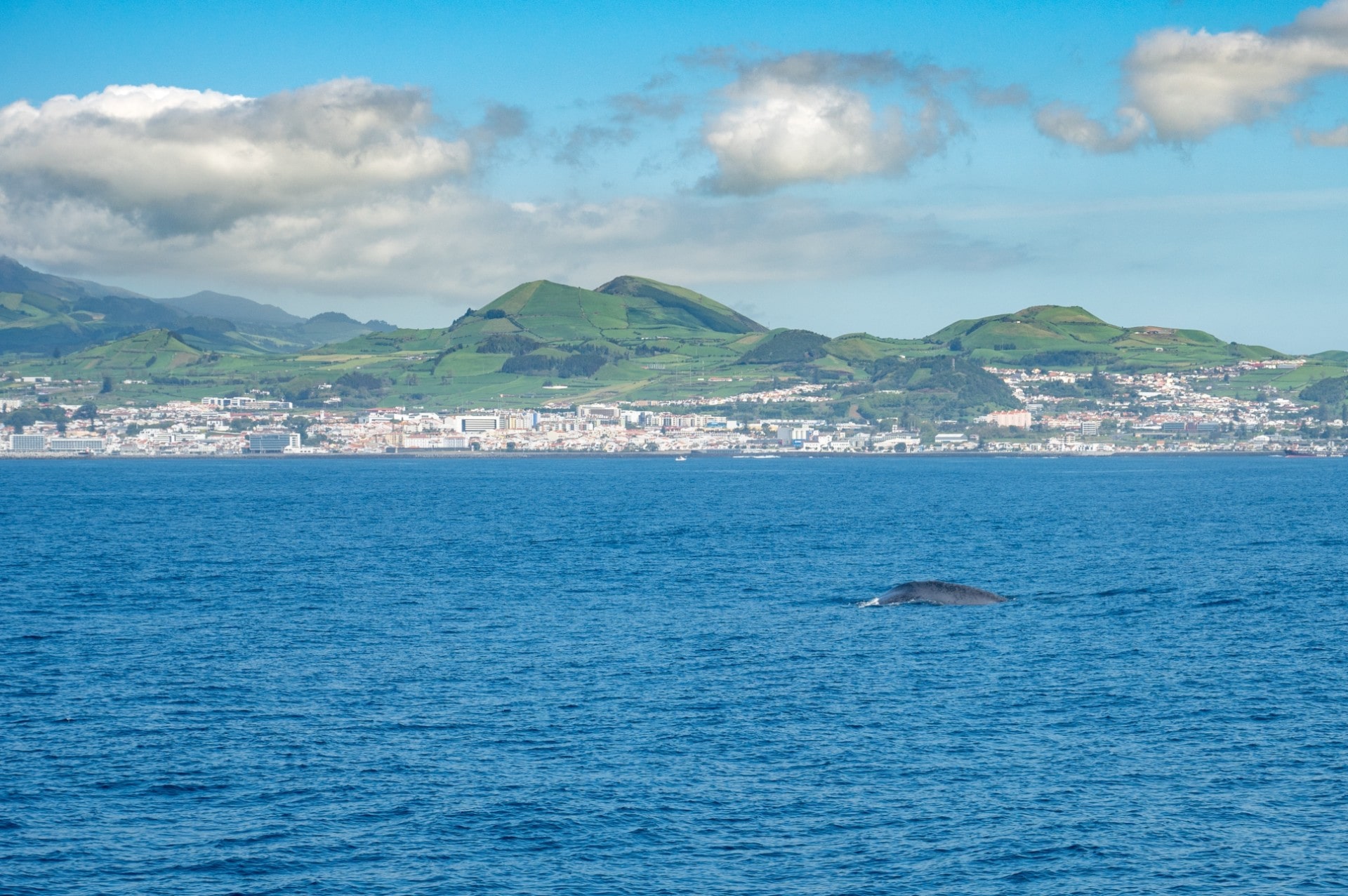 12 Best Places to Go Whale Watching in the World | Celebrity Cruises
