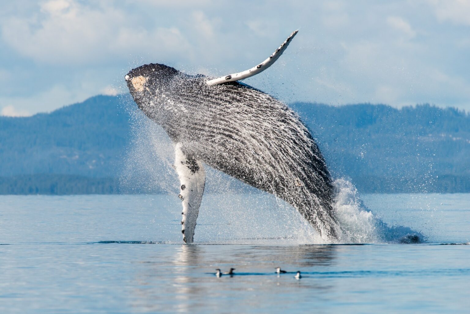 12 Best Places to Go Whale Watching in the World | Celebrity Cruises