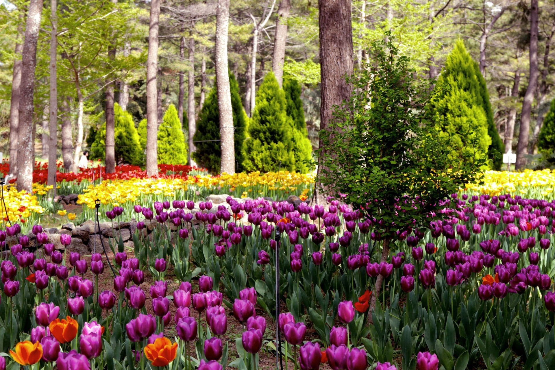 11 Best Beaches on Jeju Island | Celebrity Cruises