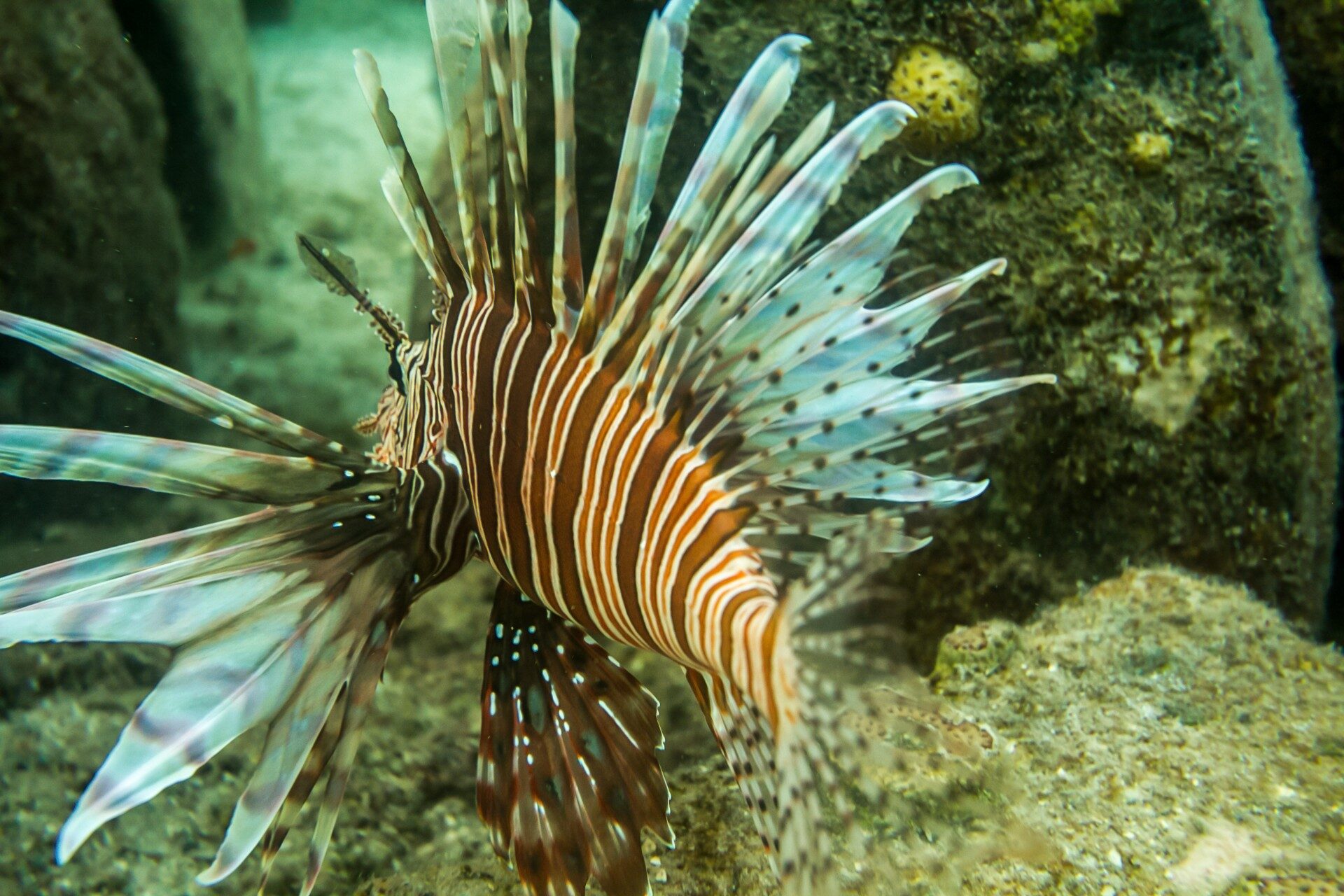 13 Best Places to Go Snorkeling in St. Croix | Celebrity Cruises