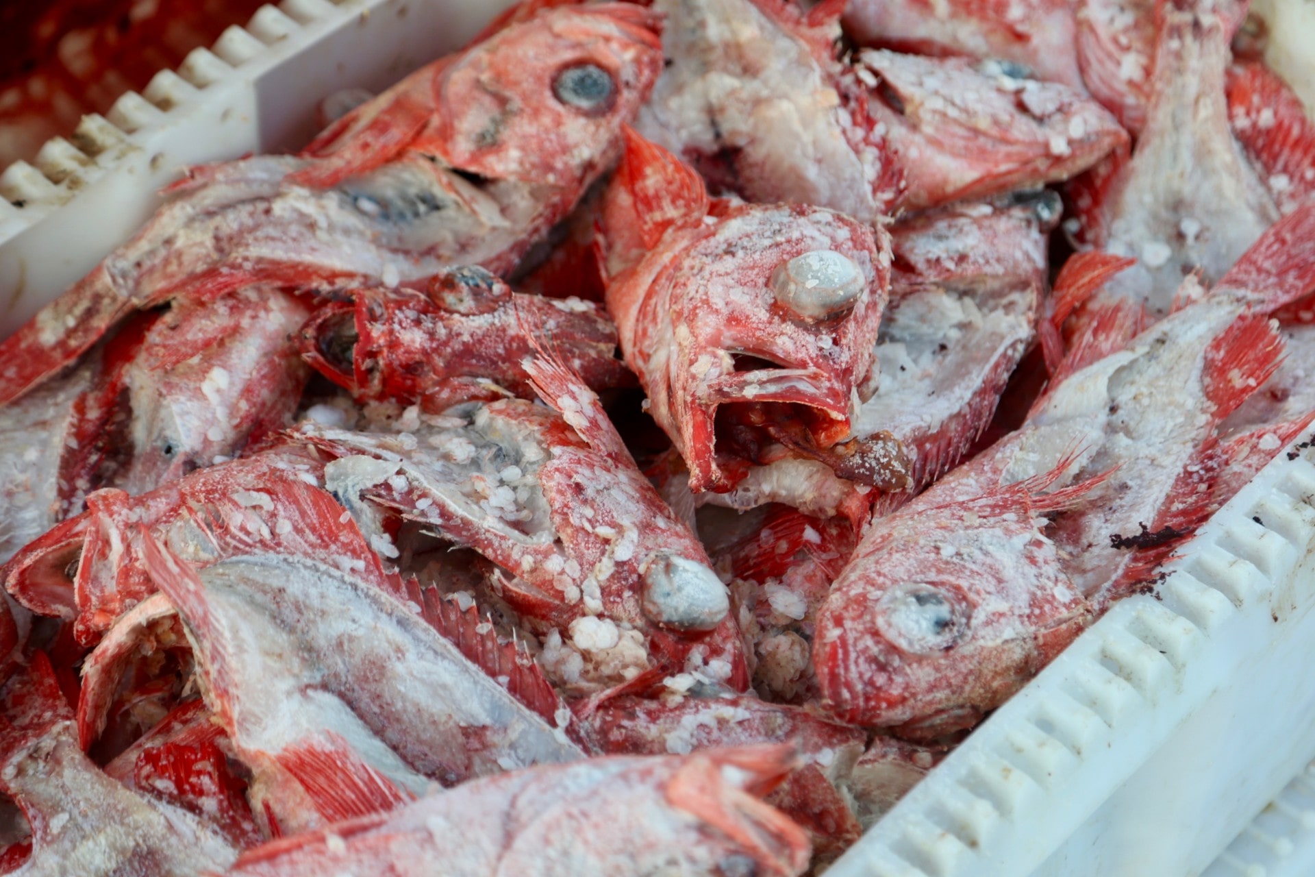 The Ultimate Greenland Food Guide | Celebrity Cruises