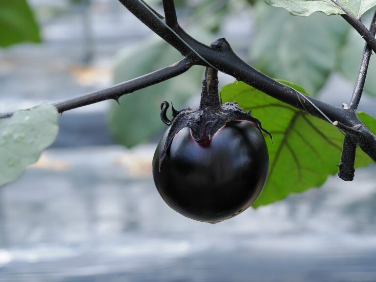 18 Best Things to Eat in Kyoto | Celebrity Cruises