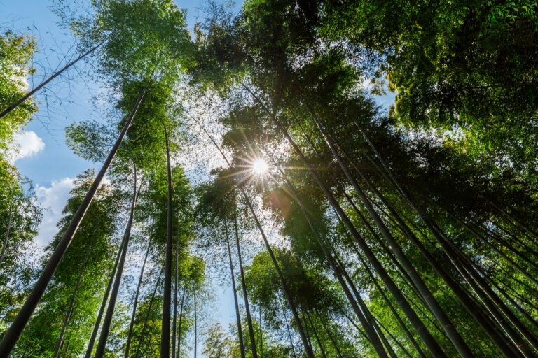 12 Most Beautiful Forests on Earth to Explore | Celebrity Cruises