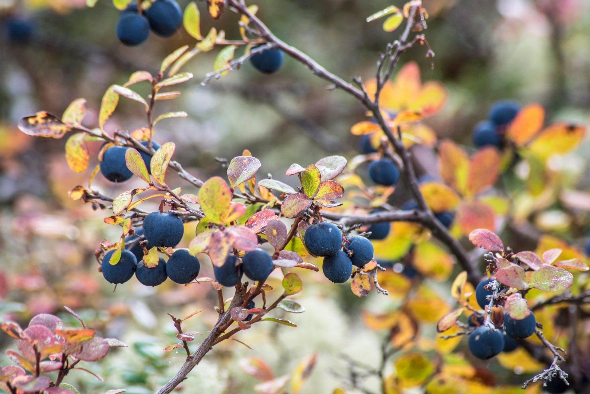Visiting Alaska in September: What to Expect | Celebrity Cruises