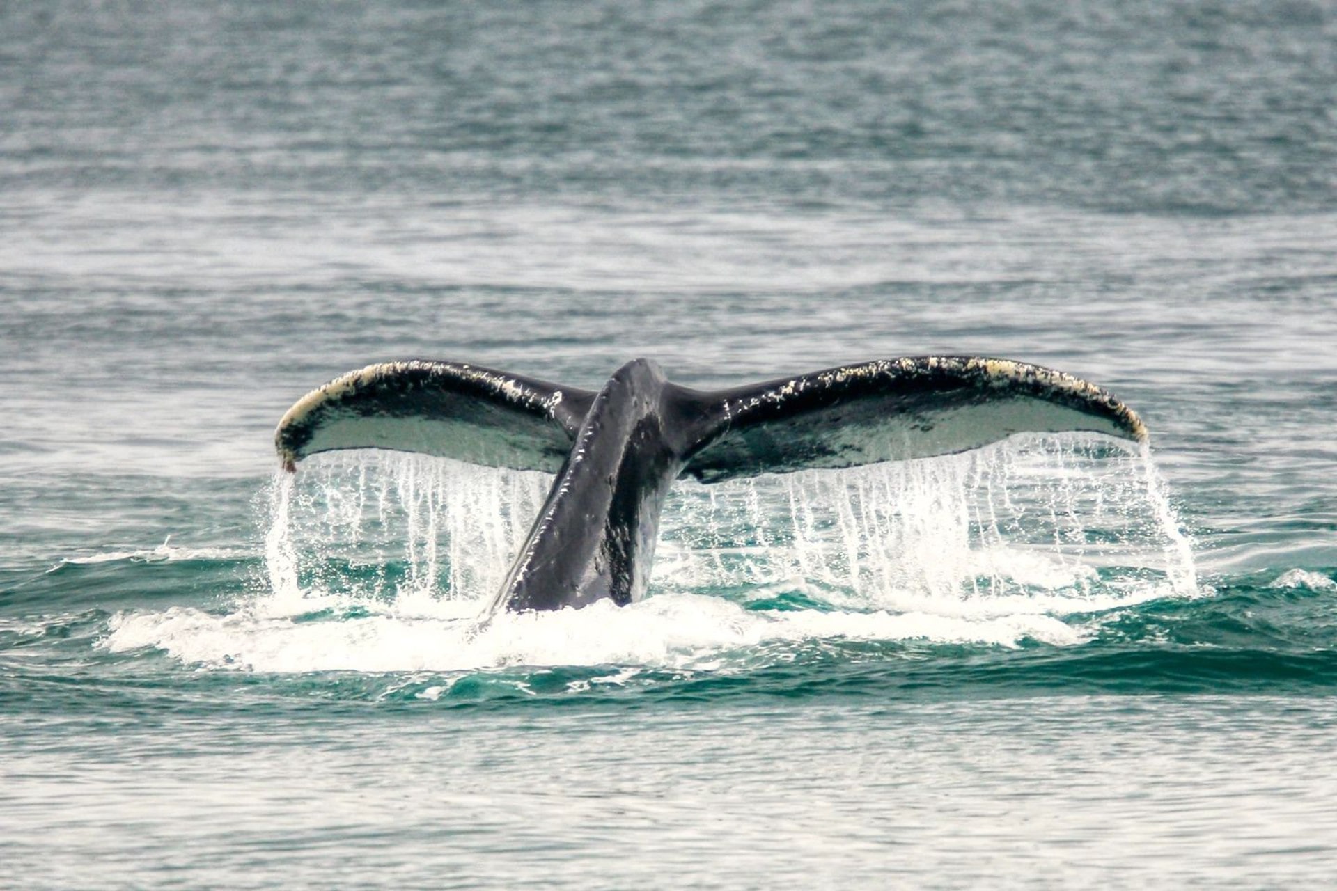Whale Watching in Alaska: Everything You Need to Know | Celebrity Cruises