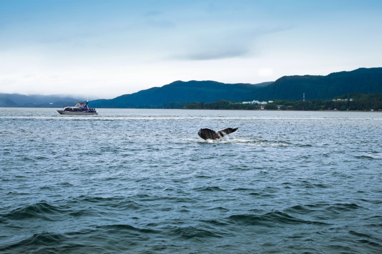 Whale Watching in Alaska: Everything You Need to Know | Celebrity Cruises