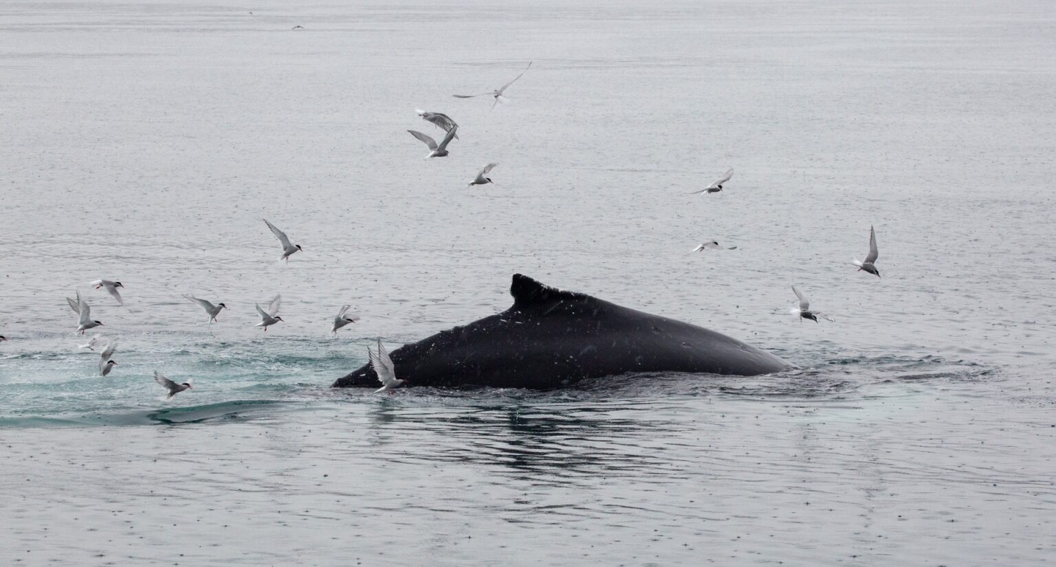 12 Best Places to Go Whale Watching in Alaska | Celebrity Cruises