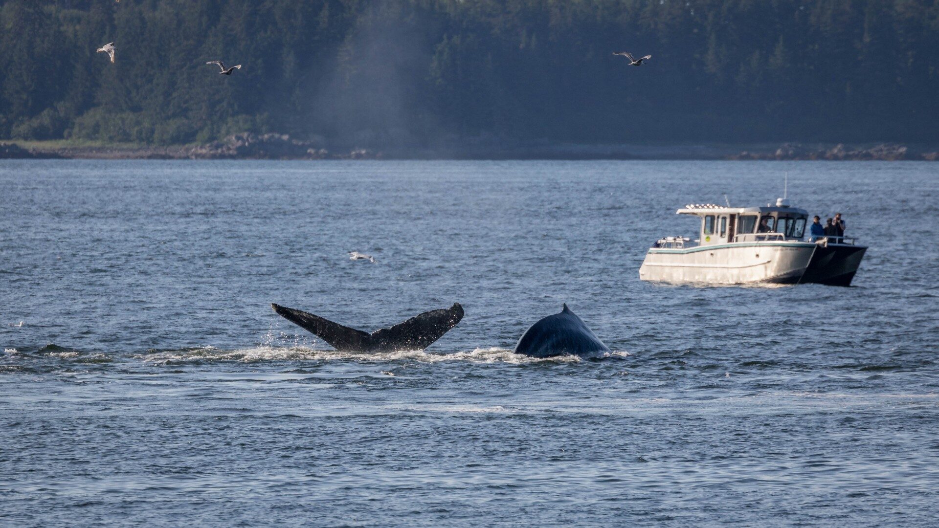 Whale Watching in Alaska: Everything You Need to Know | Celebrity Cruises