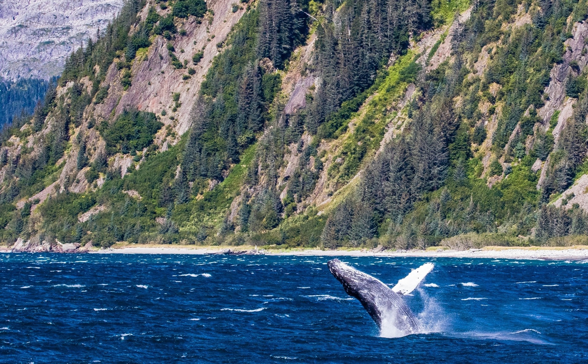 12 Best Places to Go Whale Watching in Alaska | Celebrity Cruises