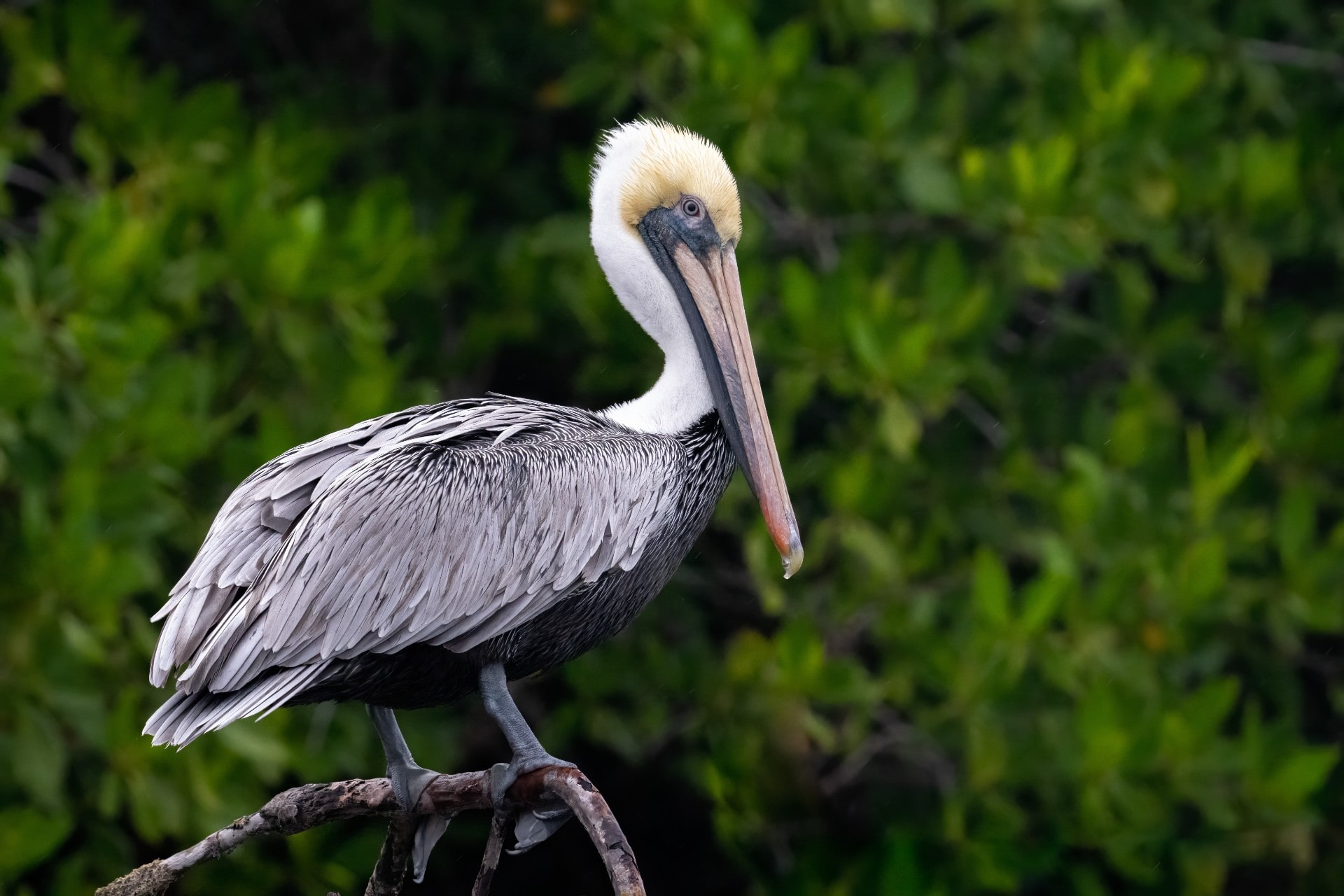 18 Fascinating Animals in the Caribbean to See | Celebrity Cruises