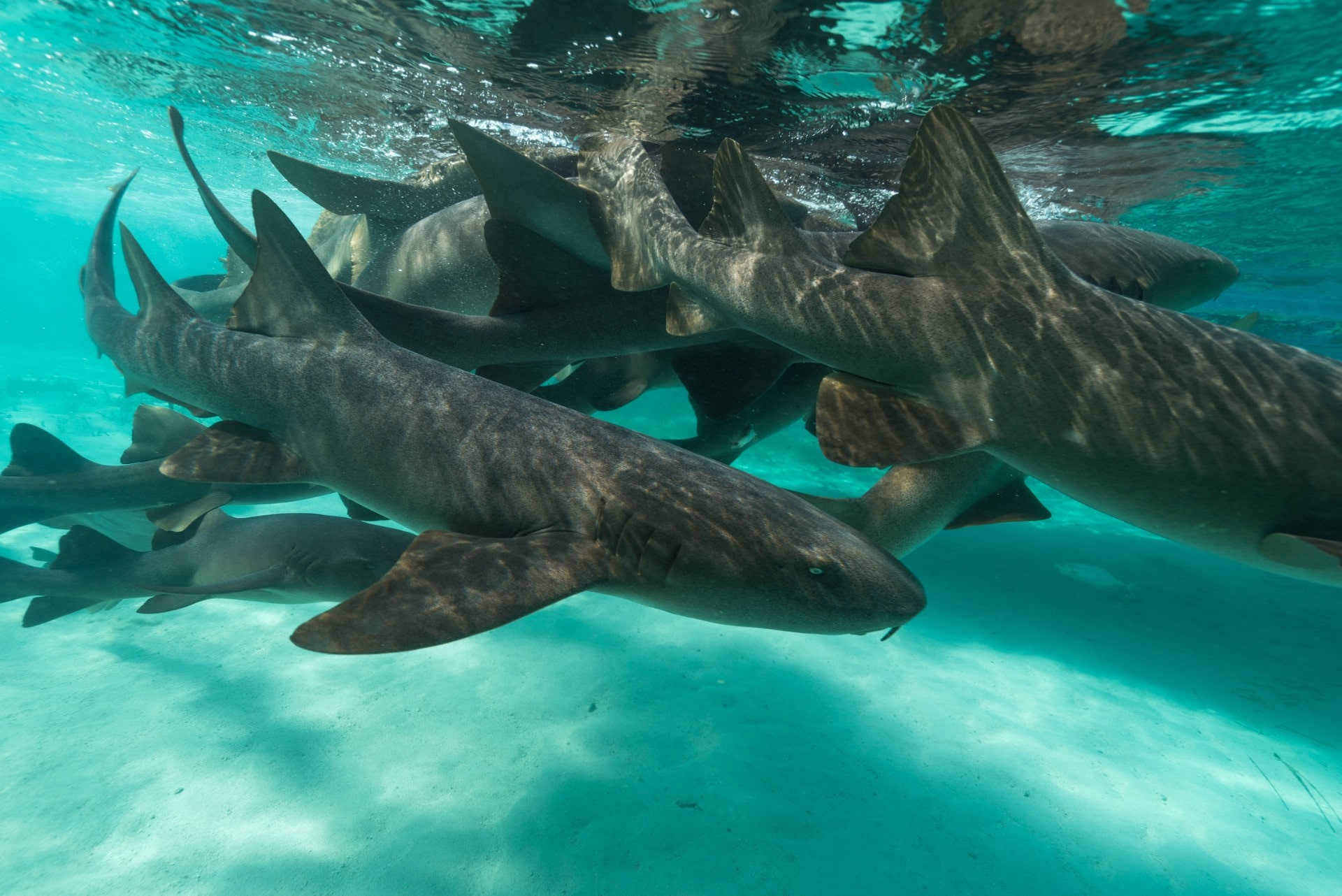 18 Fascinating Animals in the Caribbean to See | Celebrity Cruises