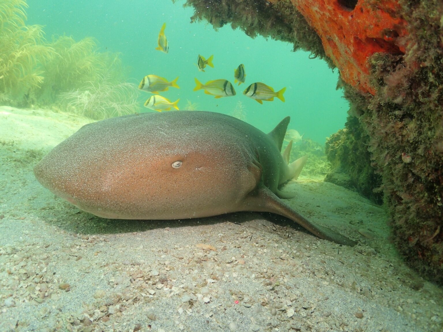 11 Best Places to Go Snorkeling in Key West | Celebrity Cruises