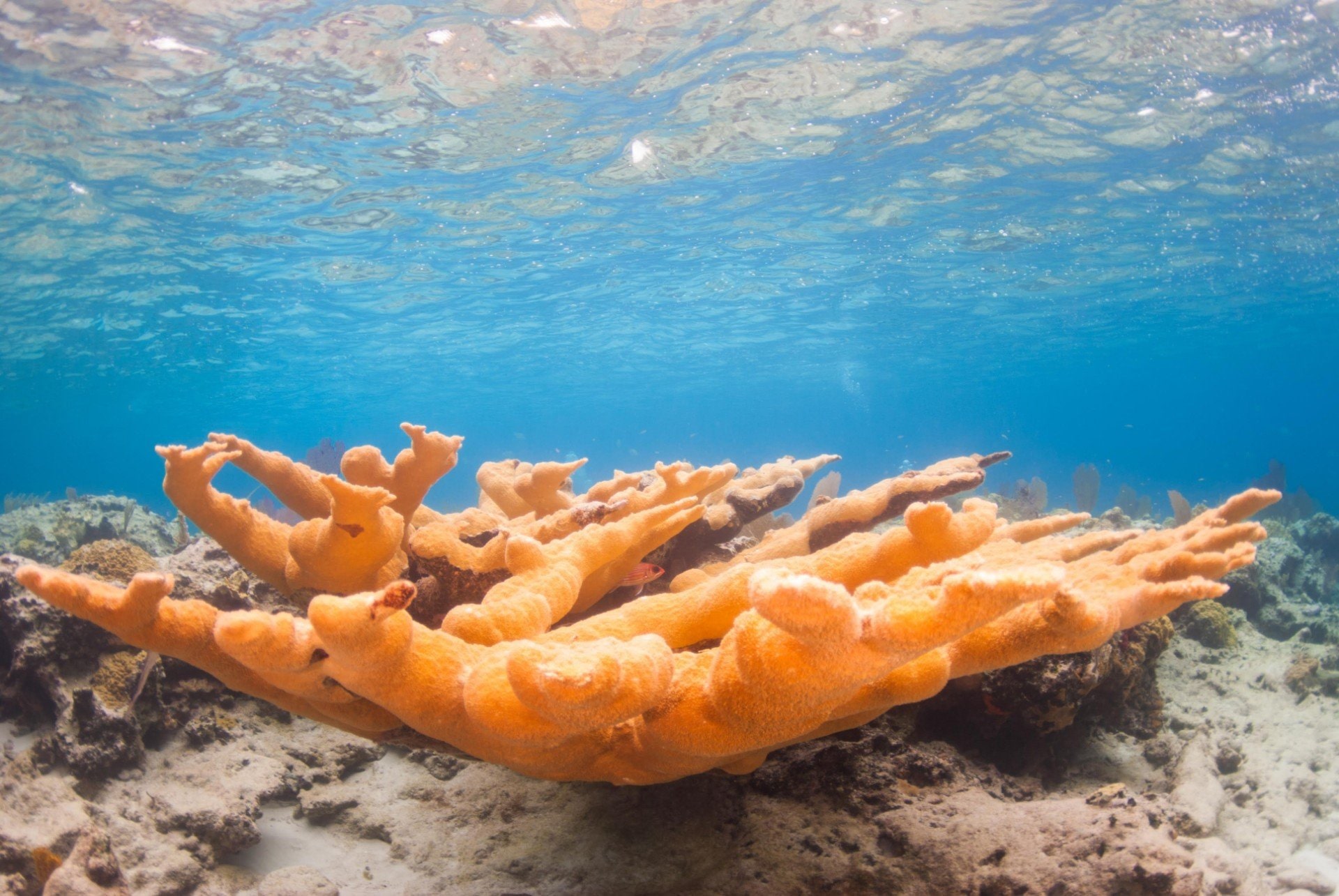 14 Best Spots for Snorkeling in The Bahamas | Celebrity Cruises