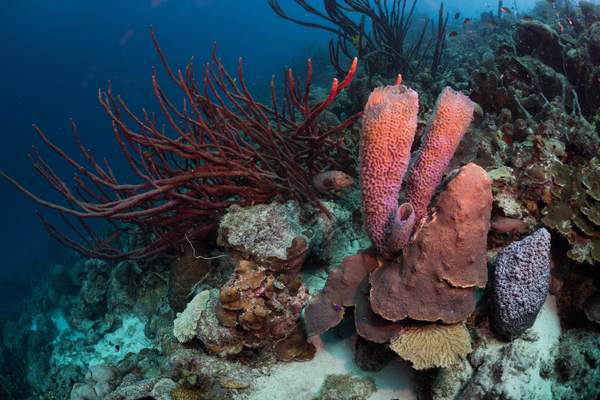 13 Best Places to Go Diving in Bonaire | Celebrity Cruises