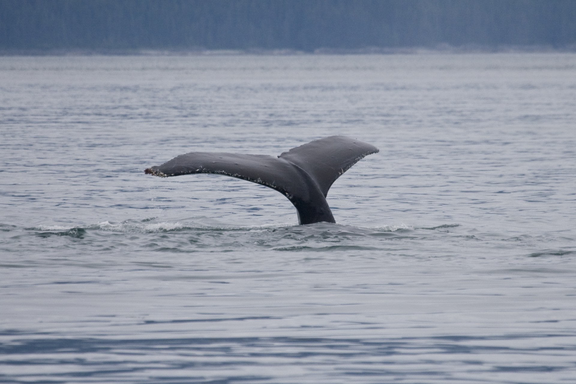 20 Must-Do Experiences in Alaska | Celebrity Cruises