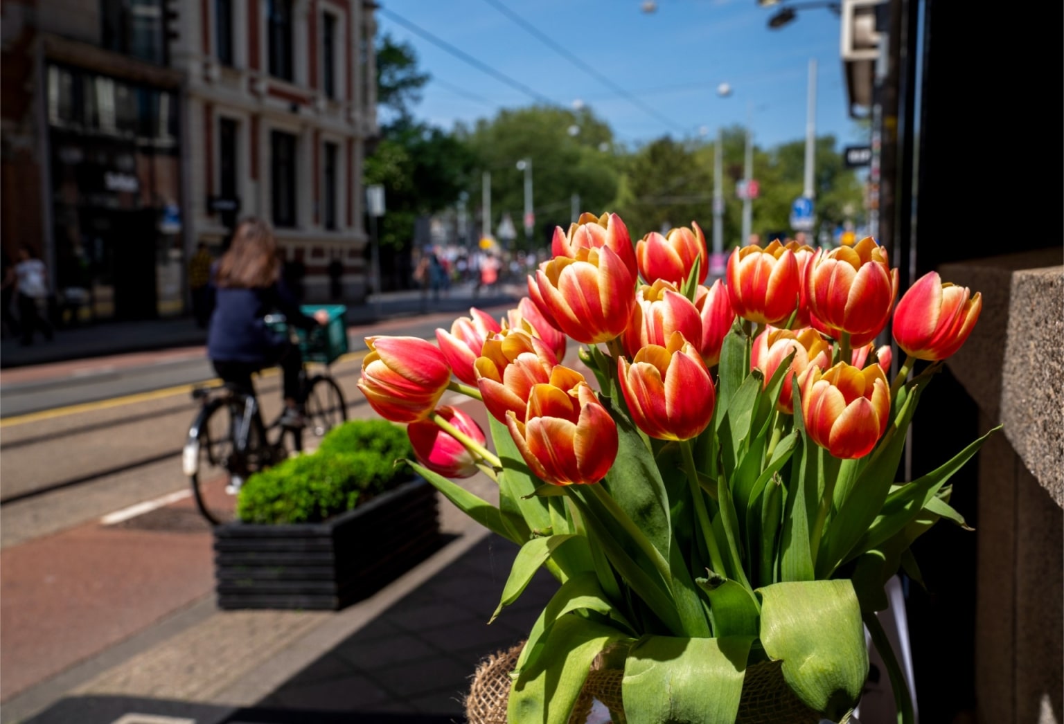What Are the Netherlands Known For? | Celebrity Cruises