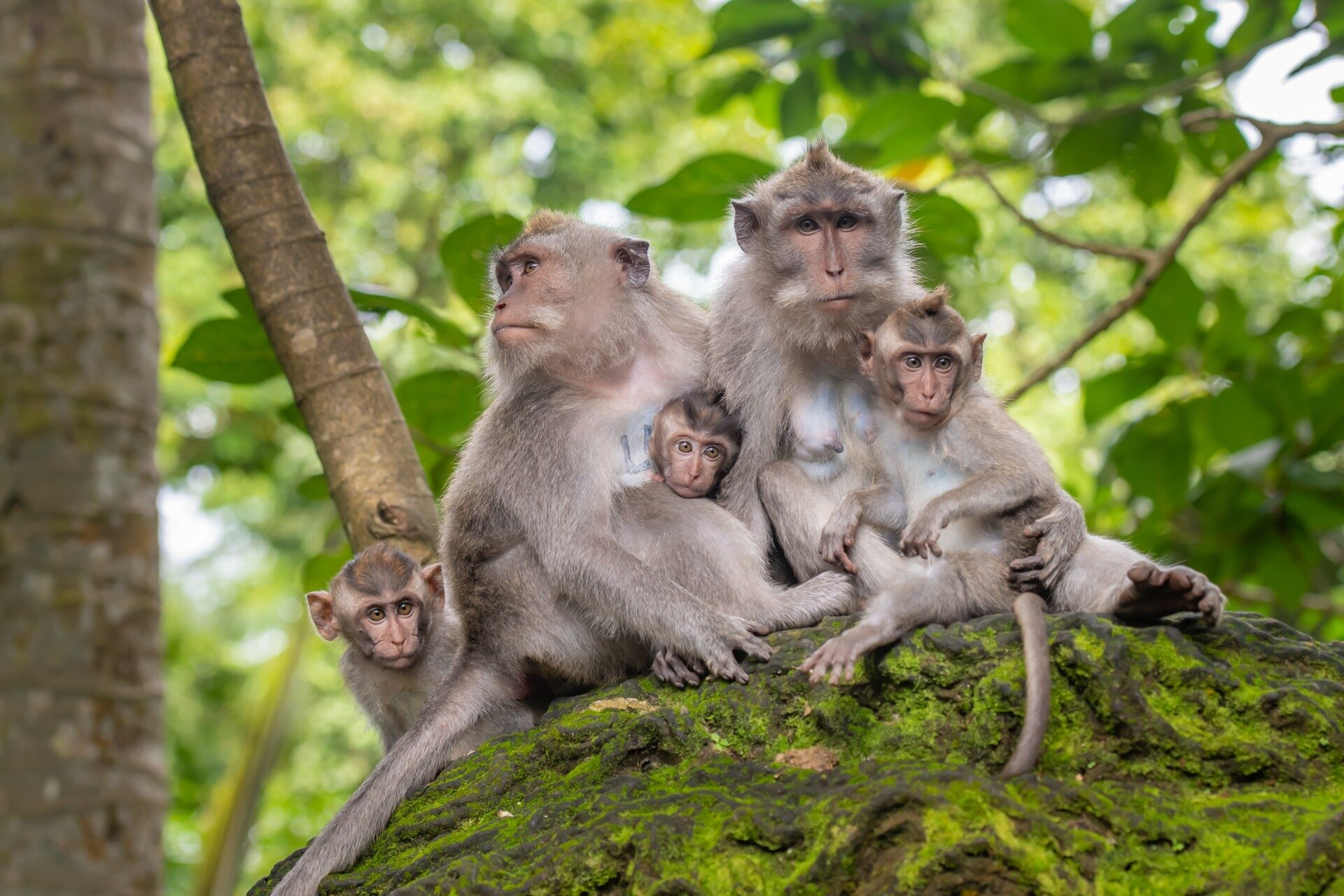 18 Best Things to Do in Ubud | Celebrity Cruises