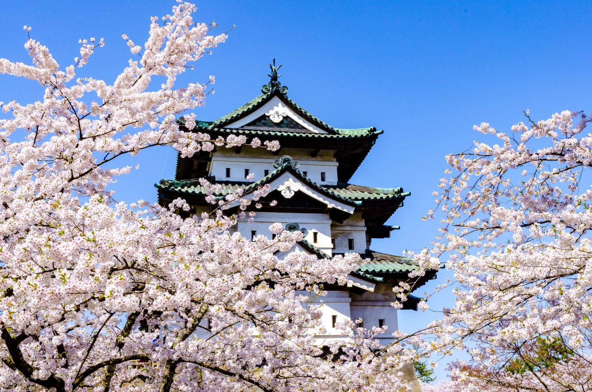Spring in Japan: Things to Do, Weather, & What to Expect