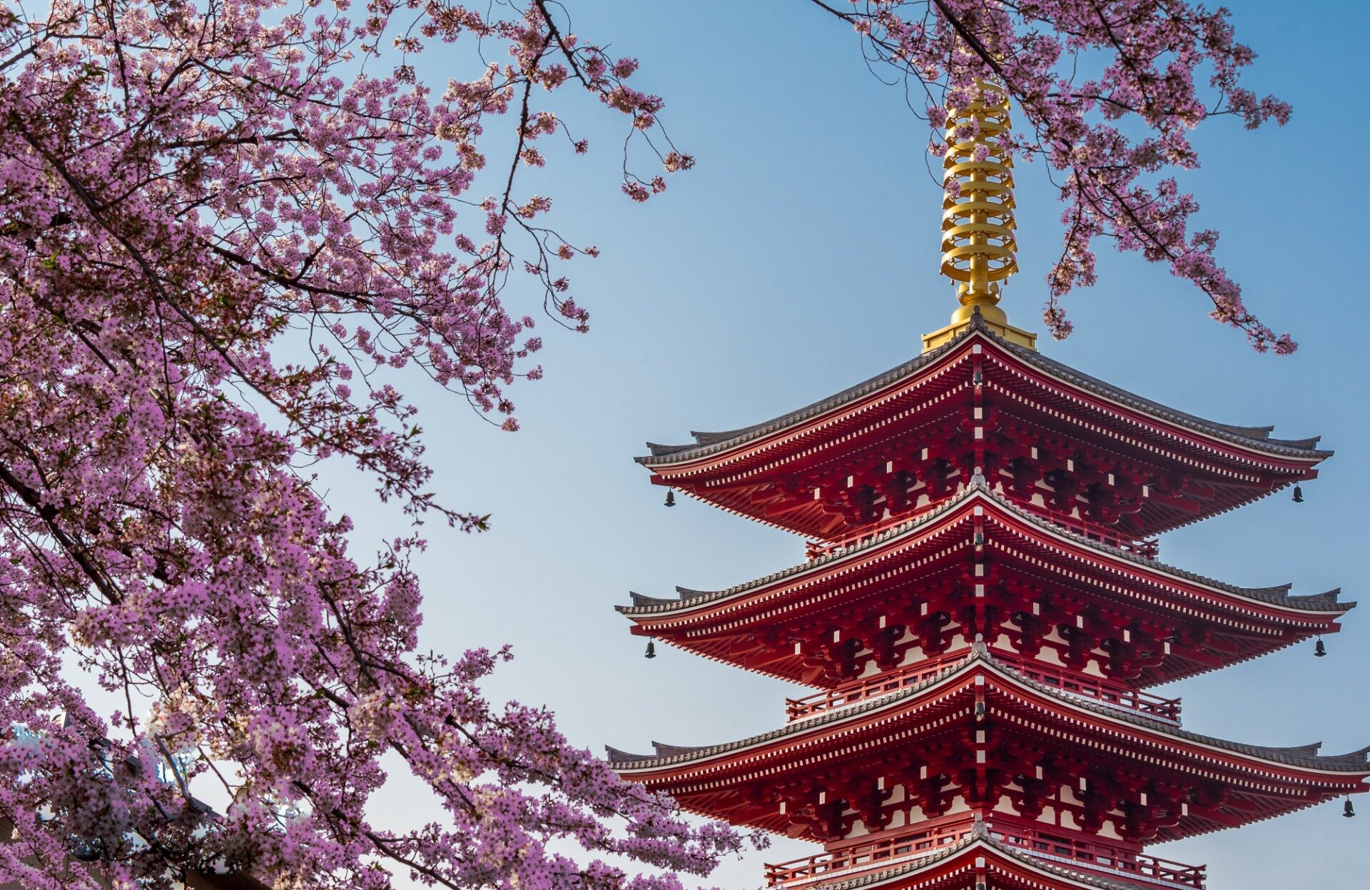 Spring in Japan: Things to Do, Weather, & What to Expect