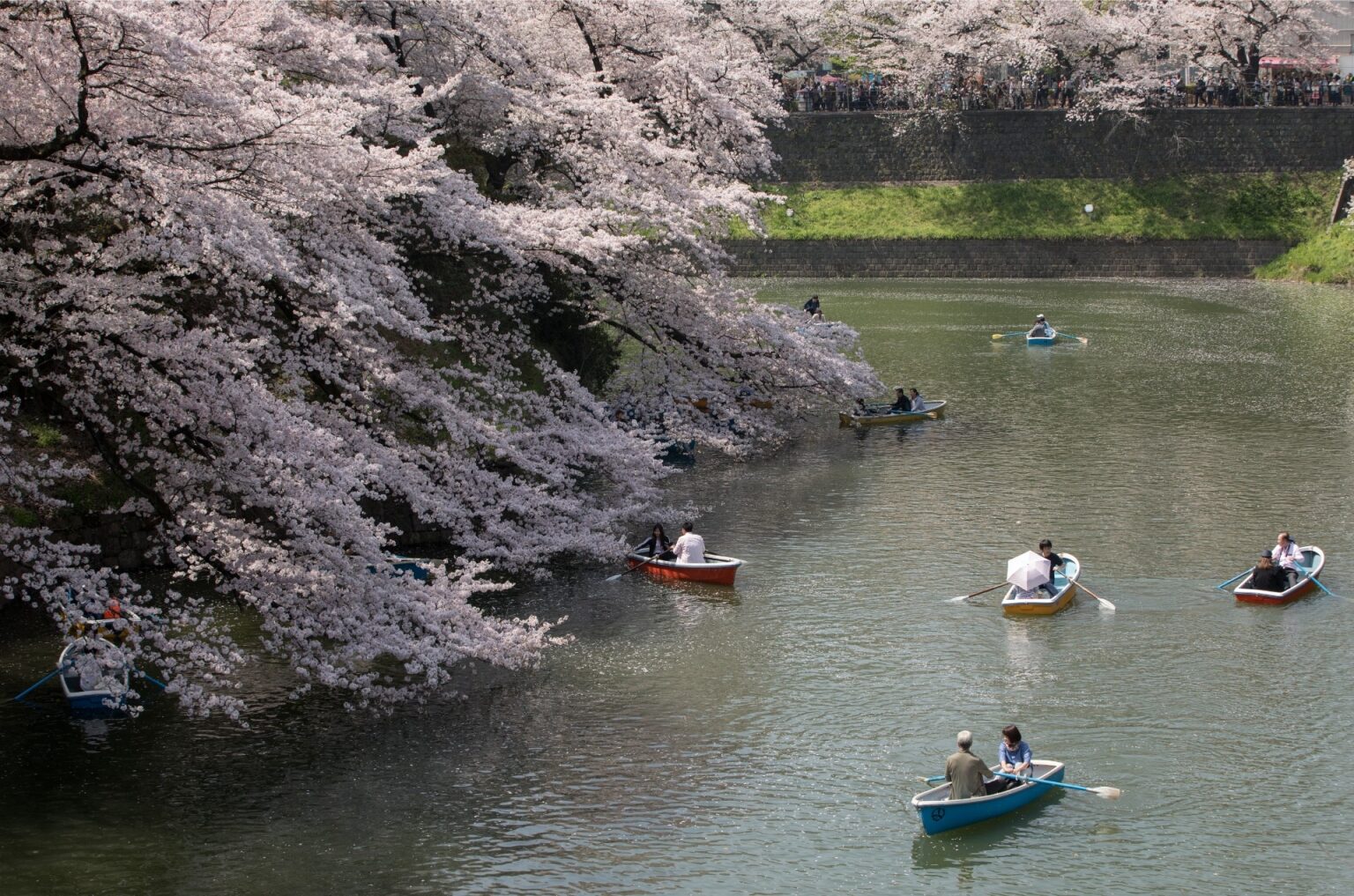 Spring in Japan: Things to Do, Weather, & What to Expect