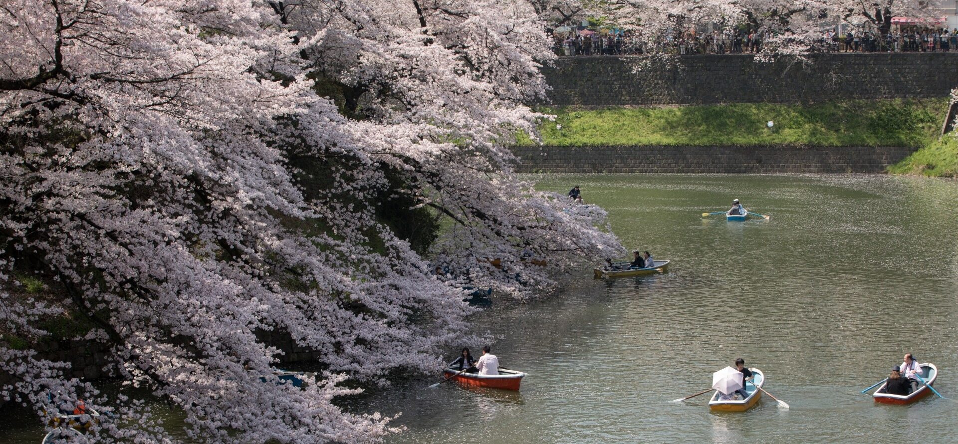 Japan In Spring Spring In Japan: Things To Do, Weather, & What To